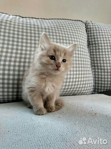Абрикосовый мальчишка 1,5 мес