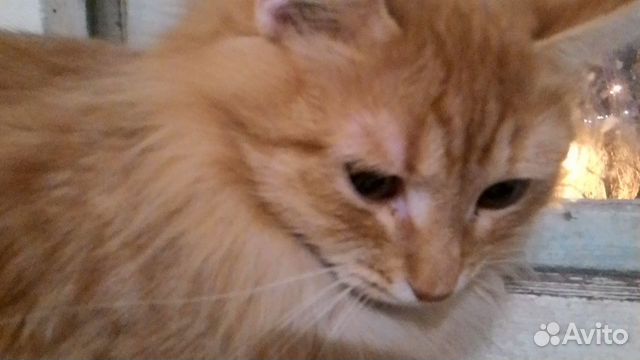 Уличный кот по имени Боб