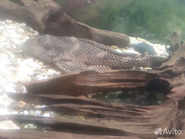 Сом большой