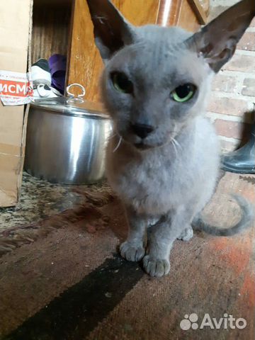 Донской сфинкс брашь