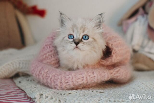Невский маскарадный котенок
