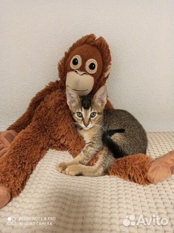 Абиссинский котёнок