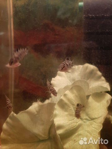 Цихлазомы чернополосые молодь