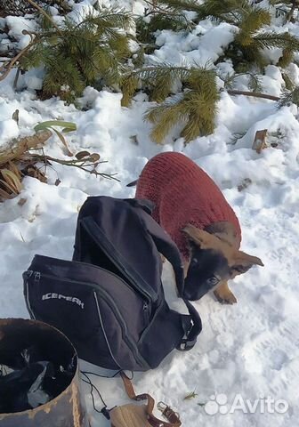 Любознательный щенок Тоби в добрые руки