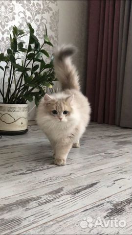 Продажа котят