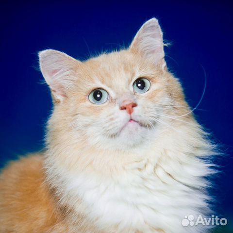 Великолепный Кеша