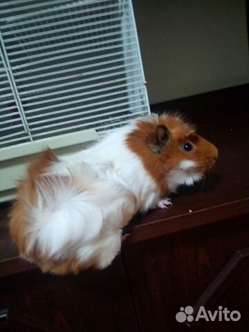 Морская свинка с приданным