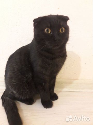 Котик Нильс ищет дом