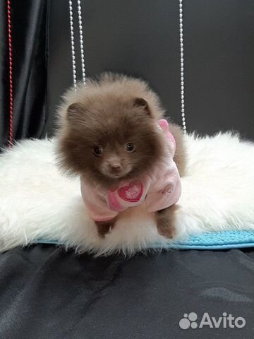 Мини цветные детки померанский шпиц