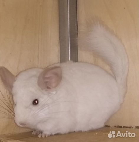 Шиншилленок.мальчик.4мес.белорозовый нсф