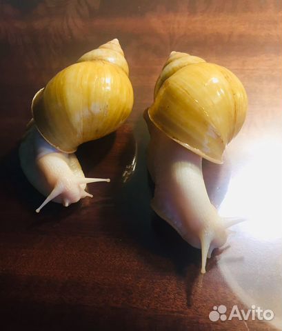 Малыши улитки Ахатины