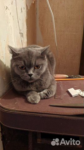 Британская кошка ня вязку с котом