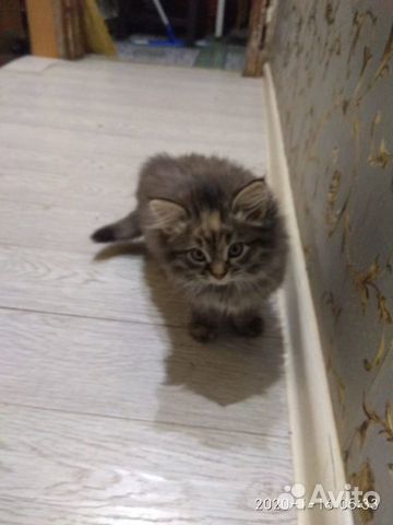 Котенок в добрые руки