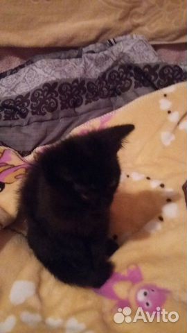 Полупородистая кошечка