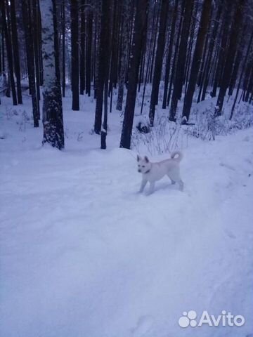 Щенки Акита-ину белые