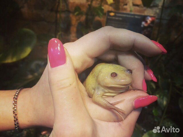 Шпорцевые лягушки альбиносы