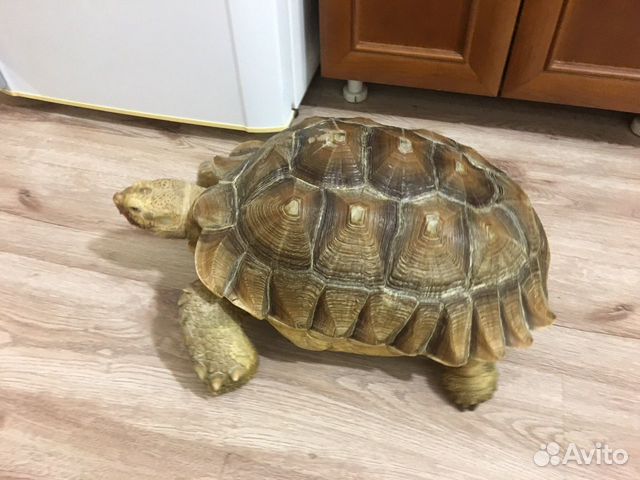 Geochelone sulcata шпороносная черепаха