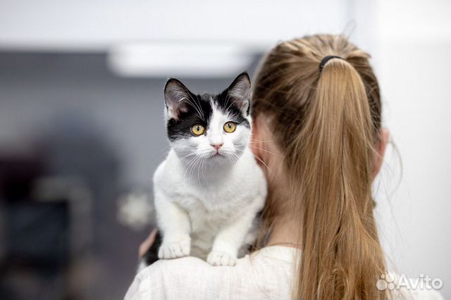 Котёнок, вакцинирована с вет.паспортом