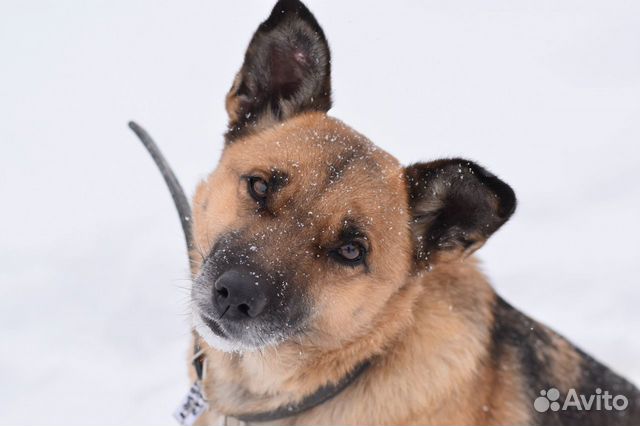 Охранница в будку