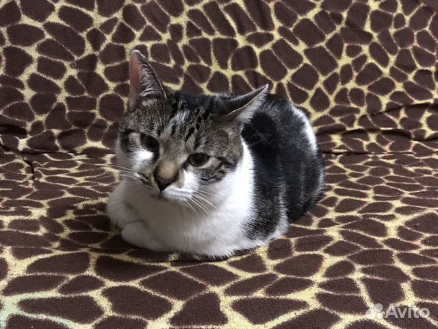 Кошка