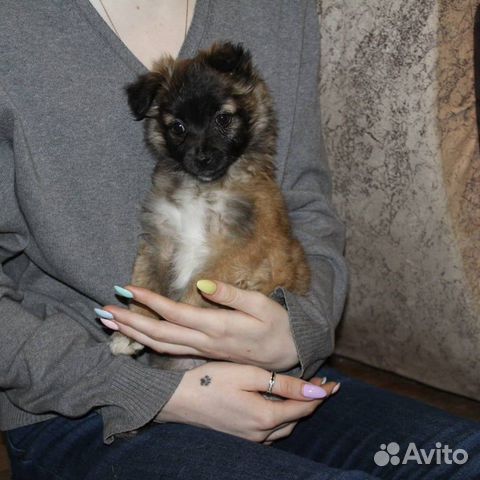 Жук в хорошие руки