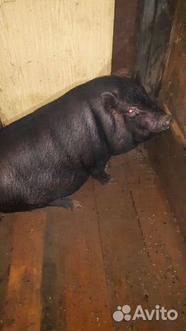 Продам свинью