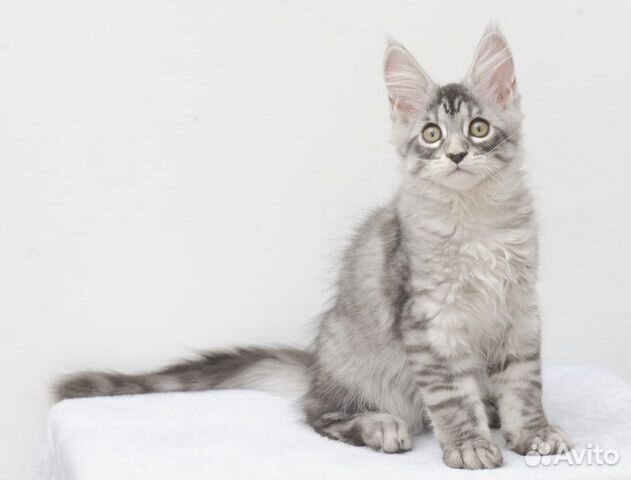 Кот
