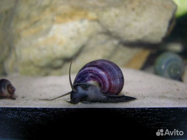 Улитки Ампулярии Черничные