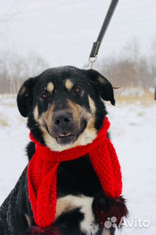 Отдам в хорошие руки, метис ротвейлера