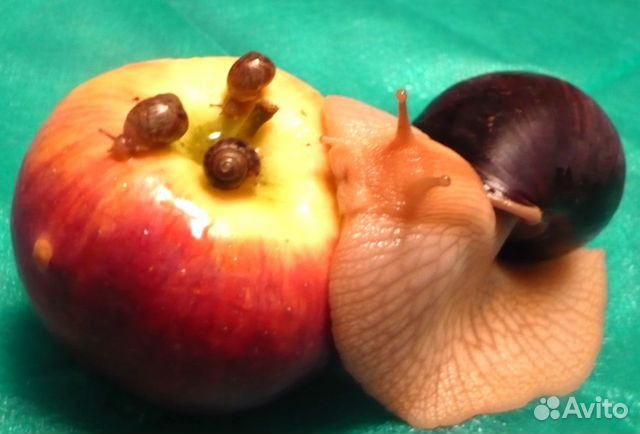 Очаровательные улитосики Ахатины