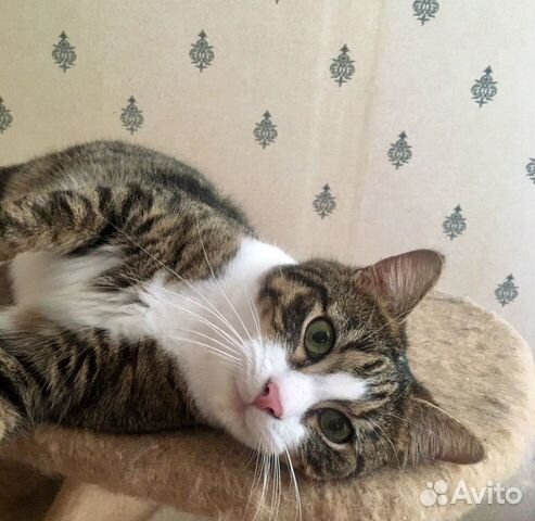 Кот Парис в добрые руки