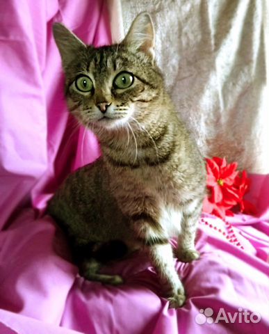 Отдам очаровательную полосатую кошечку