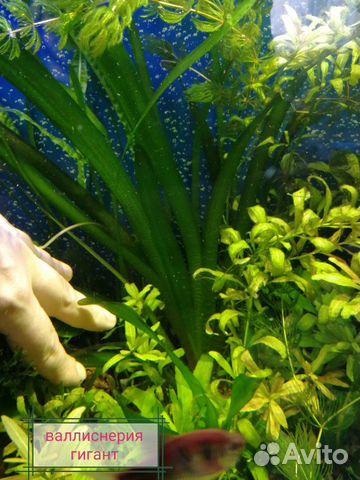 Аквариумные растения