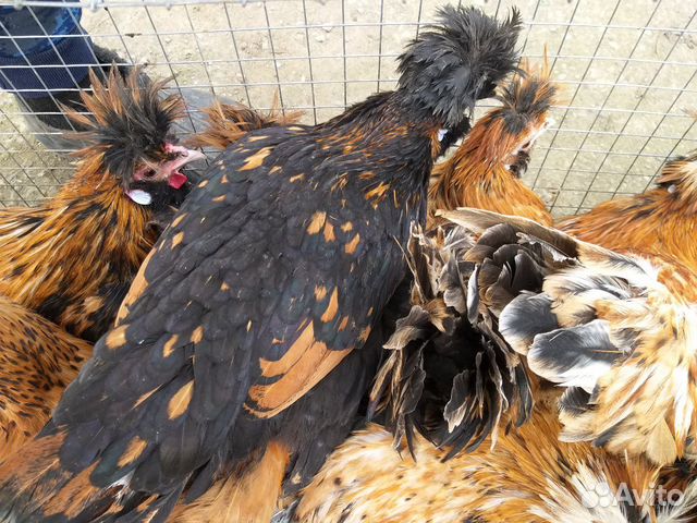 Куры Павловские