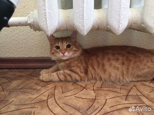 Отдам в добрые руки Кота