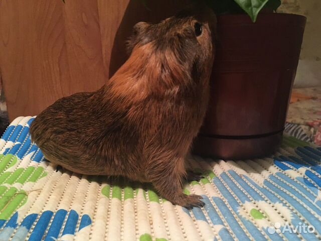 Продам морских свинок