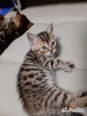Продам британских котят
