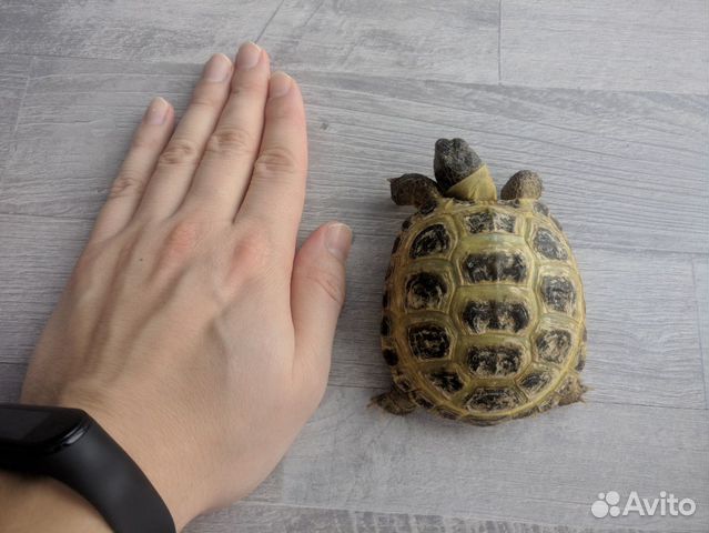 Сухопутная черепашка ниндзя