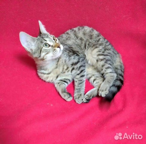 Ласковый игривый котенок девочка