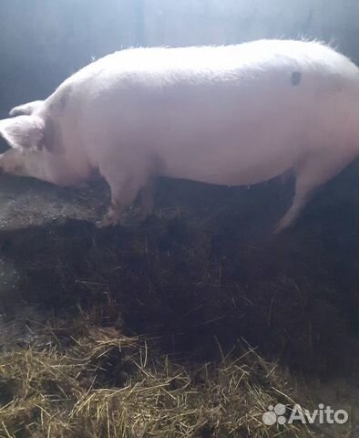 Свиноматка