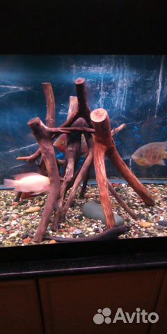 Коряги, птерегоплихт