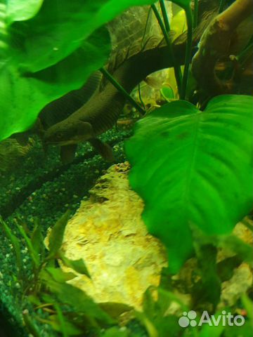 Рабы Полиптерус (сенегальский), калабарский каламо