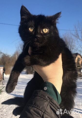 Кошка Багира