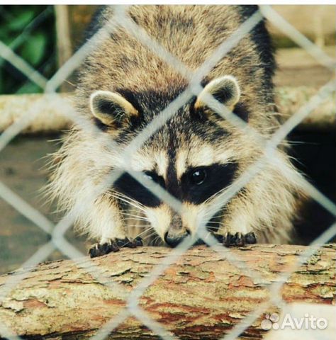 Еноты полоскуны