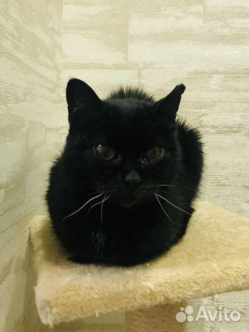 Ласковая Черри в добрые руки