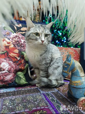 Кошка окраса вискас