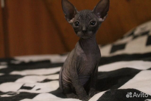 Котята Донские сфинксы