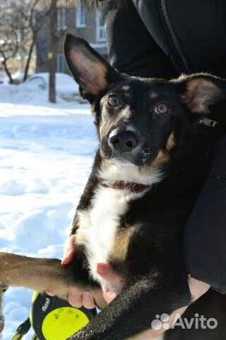 Собака Чарли