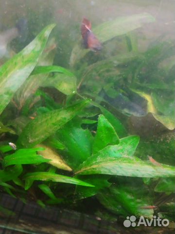 Криптокорина Нури