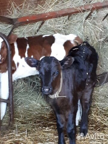 Бычок и две телочки